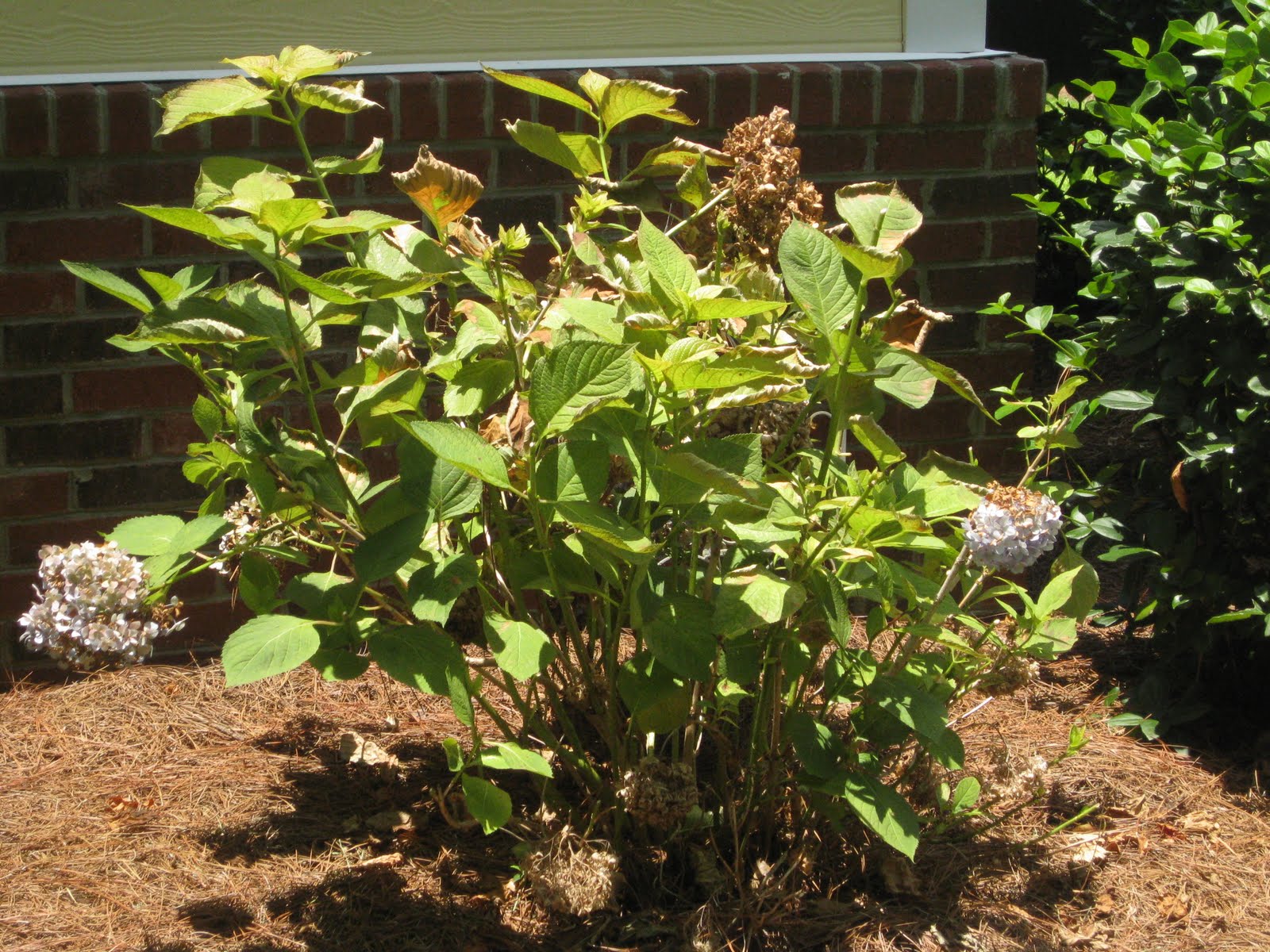 Bright Eyes: Sick Hydrangea