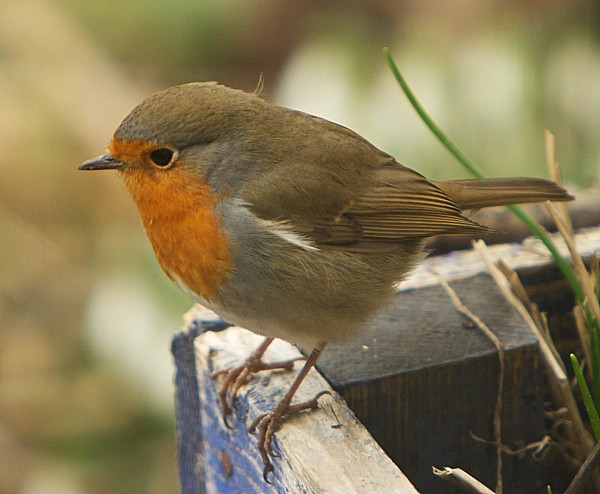 Factortigre: Pisco de - peito - ruivo