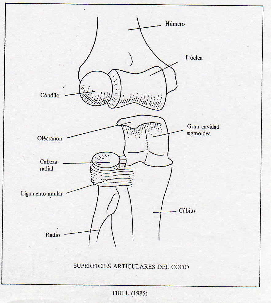EDUCACION FISICA...: Articulacion del codo