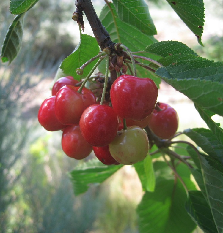 Viver Parambos: Cerejas é o tempo delas.