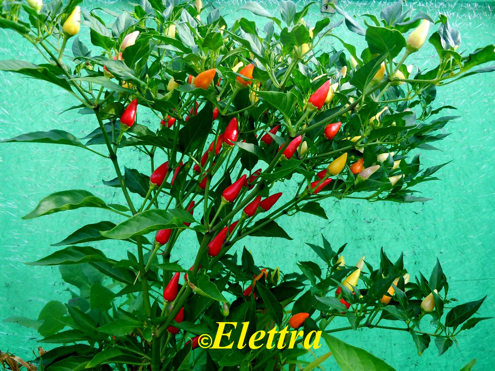 Ad Maiora: Il peperoncino calabrese