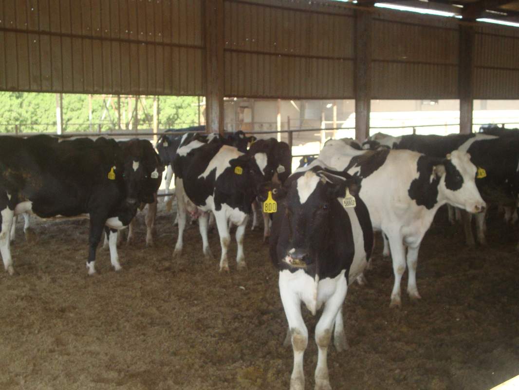 iBlooogle, do you?: Camels, Cows & Dookie! The Sulaibiya Desert Biking ...