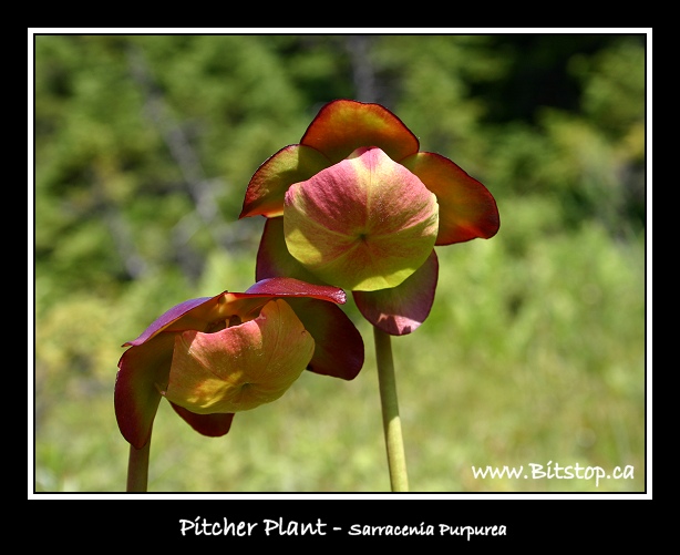 probably, but not likely: Official flower of Newfoundland and Labrador