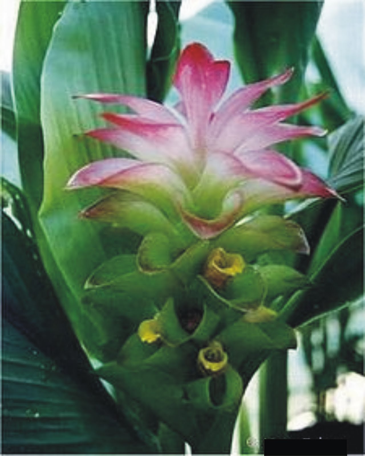 medicinal plants: CURCUMA PLANTS