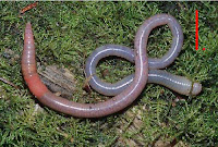 Invertebrates 4 Dummies: Dichotomous key pictures