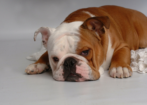 PETS: Bulldog
