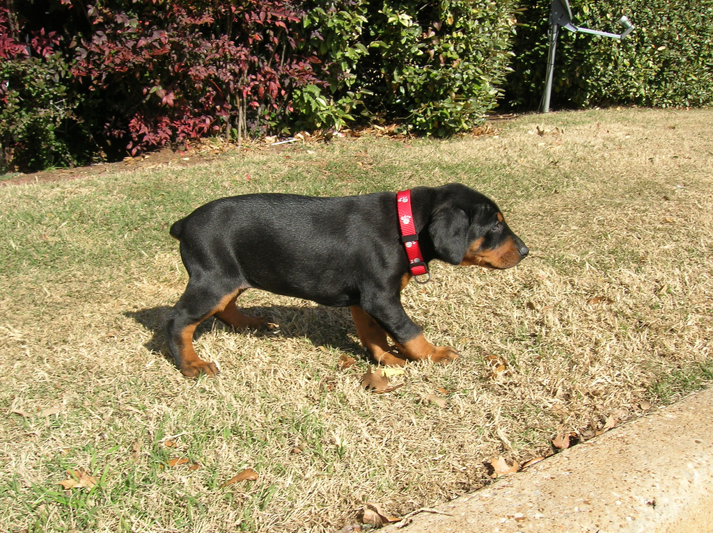 PETS: Doberman Pinscher
