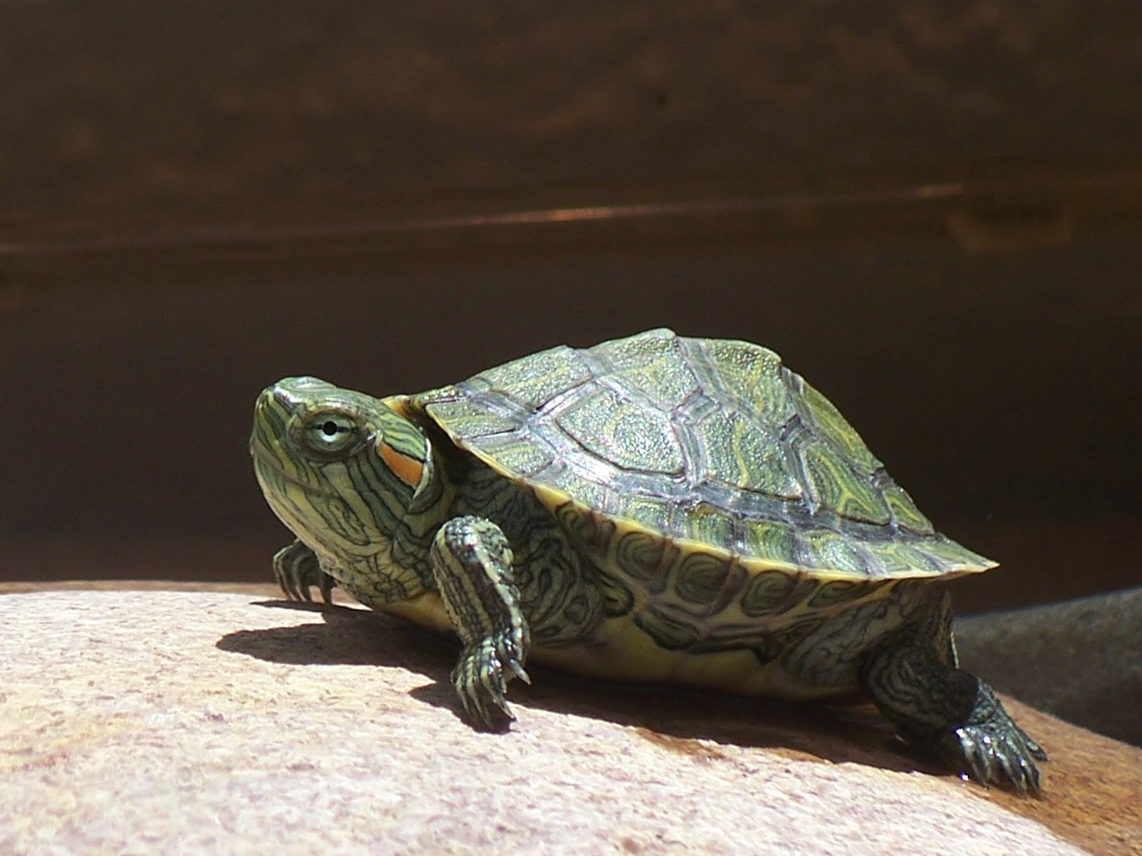 Prinnie Places: Ninja Turtle