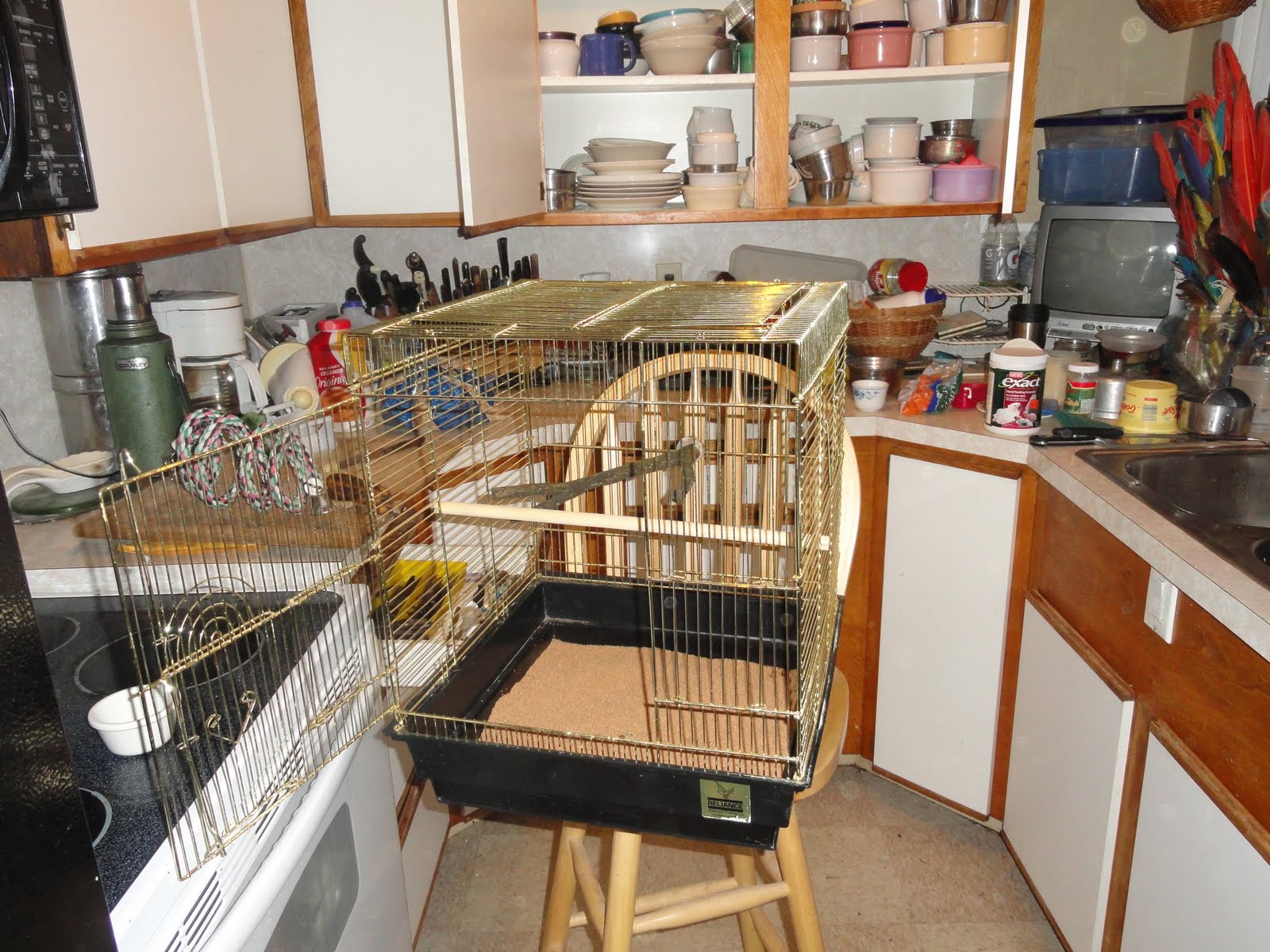 Northwest Bird Rescue & Adoption Orpanage Inc.