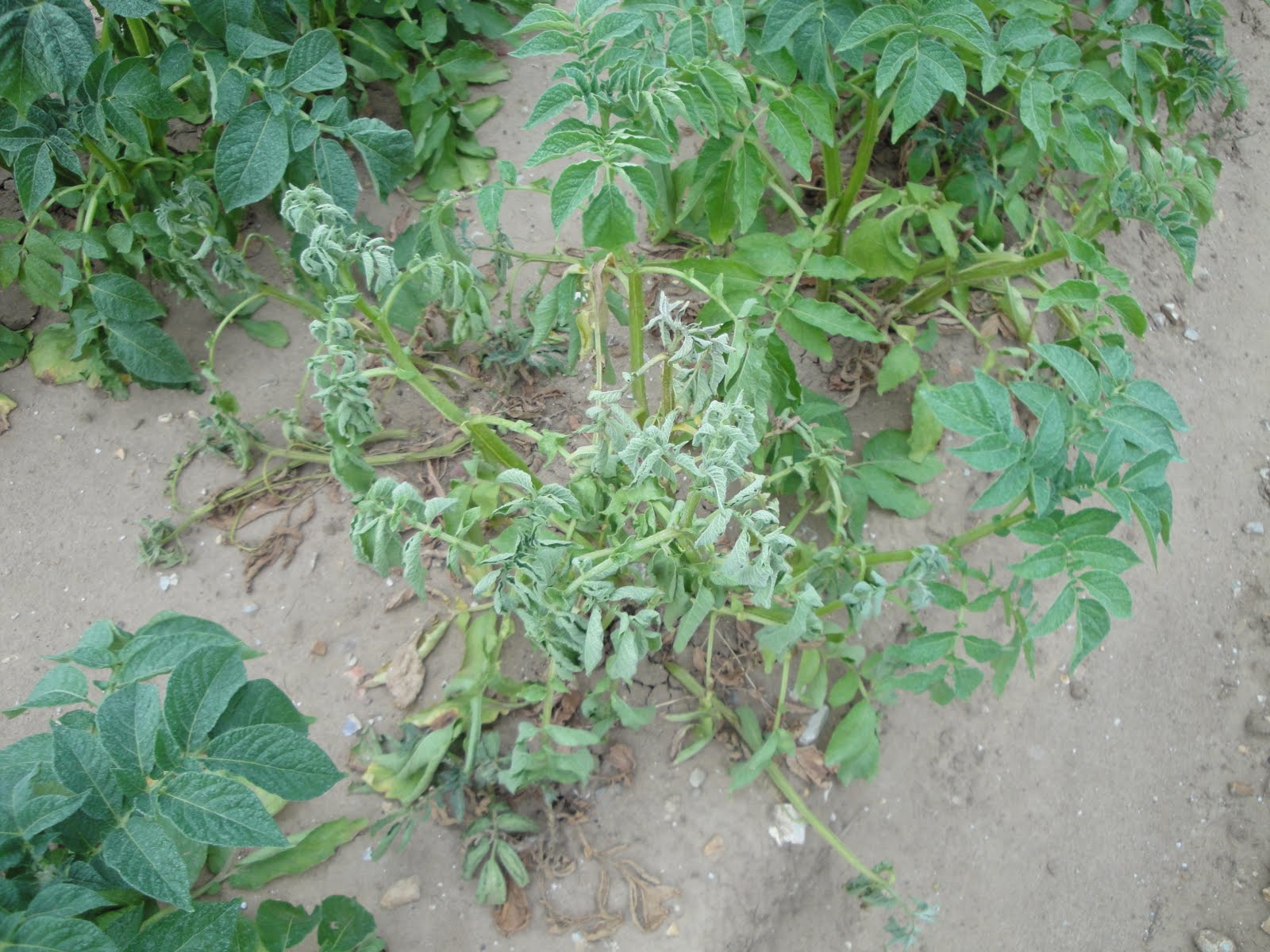 Paul Gans: Dickeya solani, no ordinary blackleg