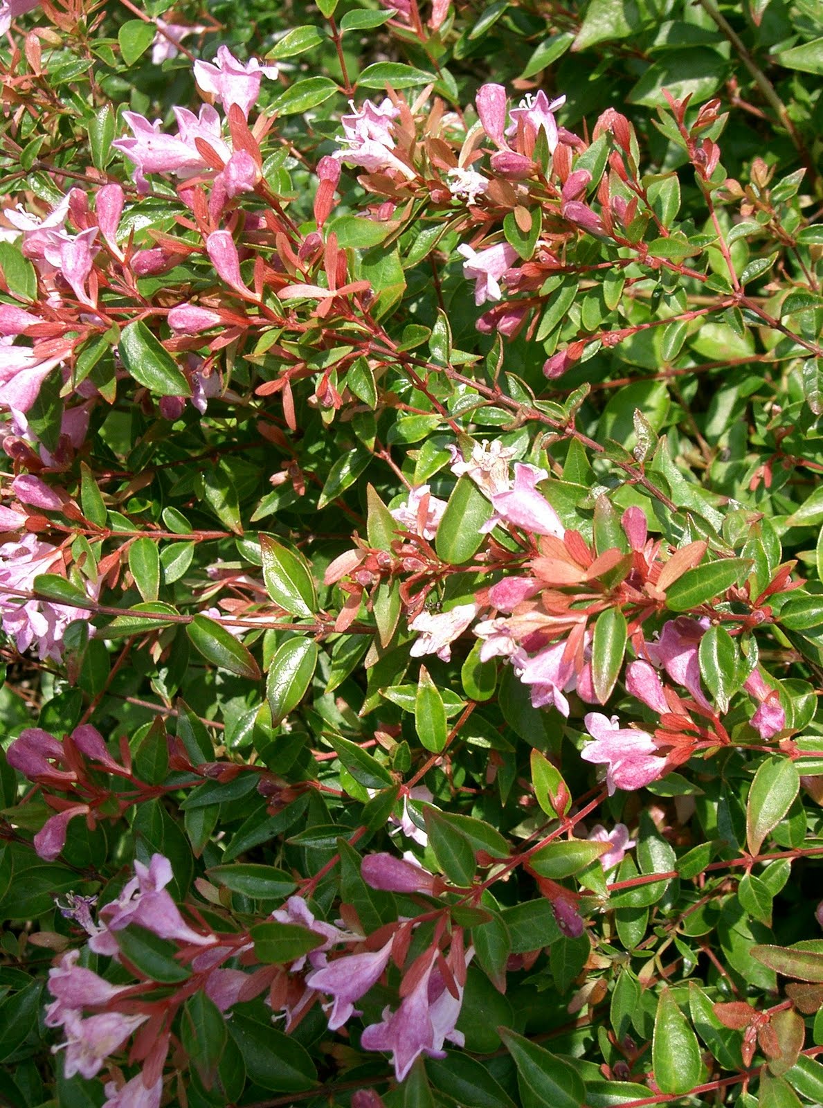 plantas de mi jardin: Abelia