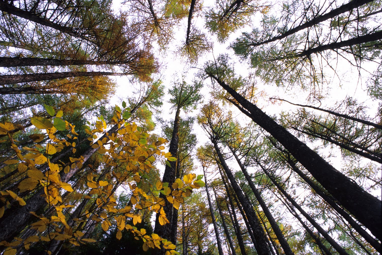 Alcantara: PLANTS COMPETITION