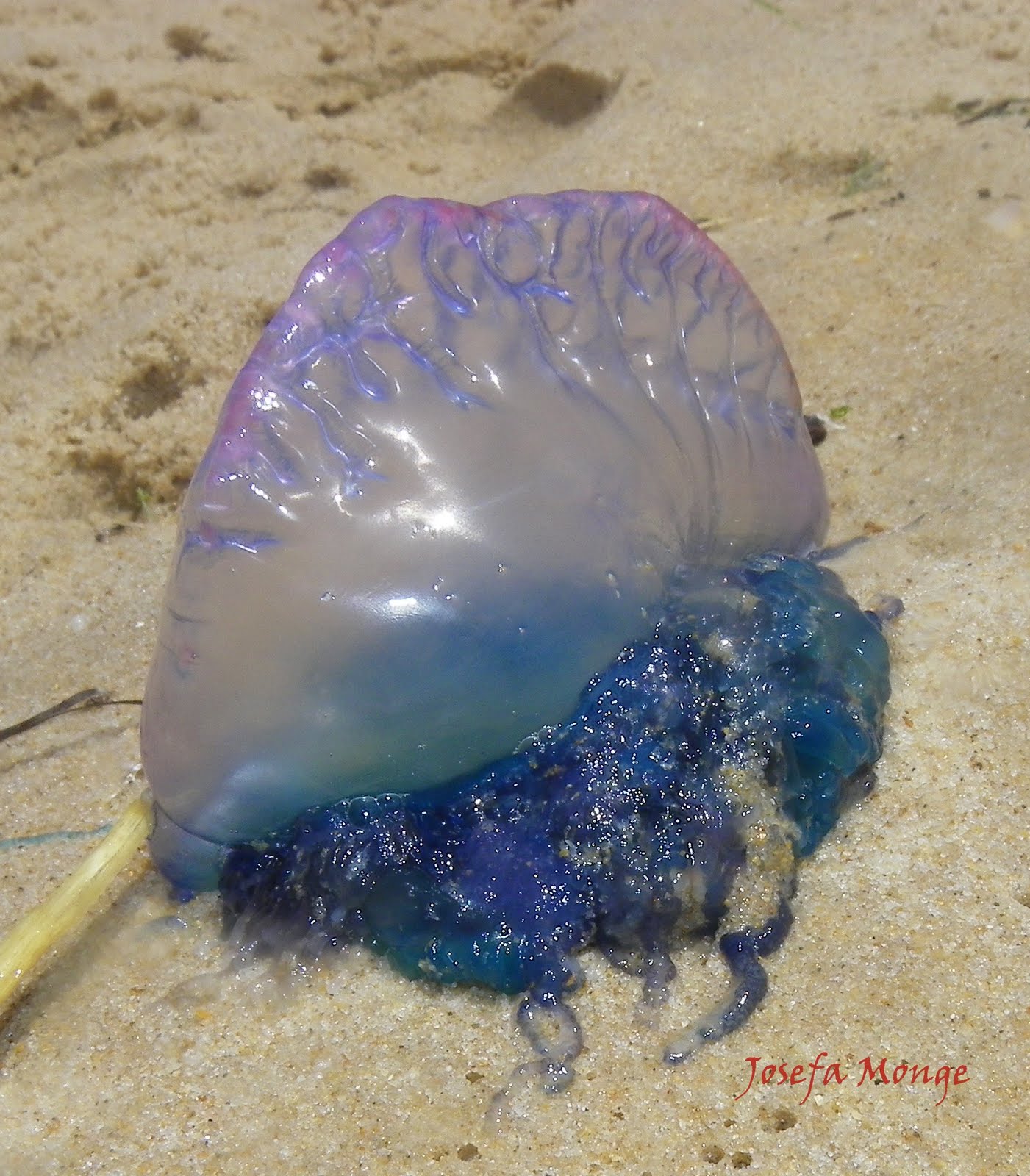 FLORES DE FICALHO: Caravela-portuguesa (Physalia physalis) - "Fisália"
