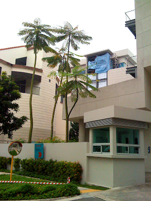 PlantWerkz: Tower Tree - Schizolobium Parahybum