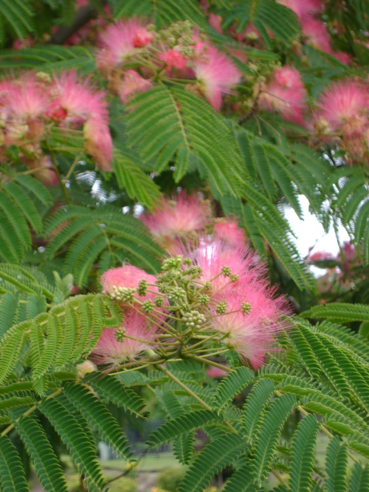 LOLA: Our Memosa Tree