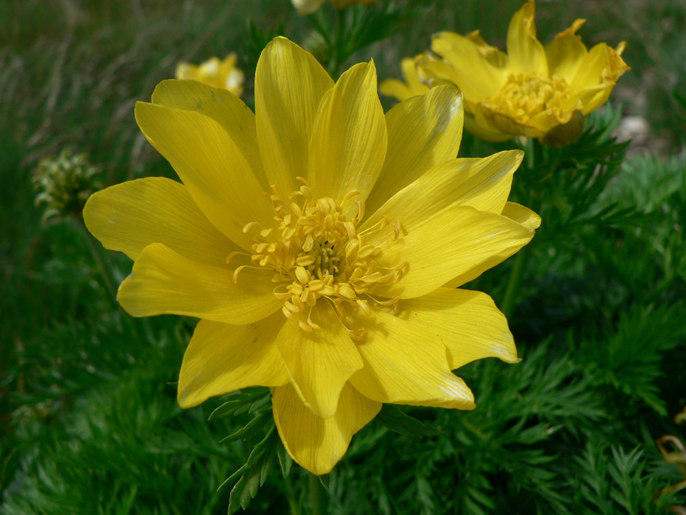 FLORA DE PIRINEOS: Adonis pyrenaica DC (El Ampriu, Cerler)