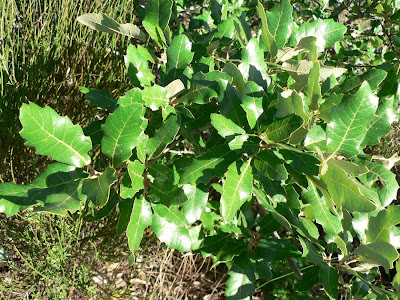 Á R B O L E S (T R E E S) y P A L M E R A S (P A L M S): Quercus suber ...