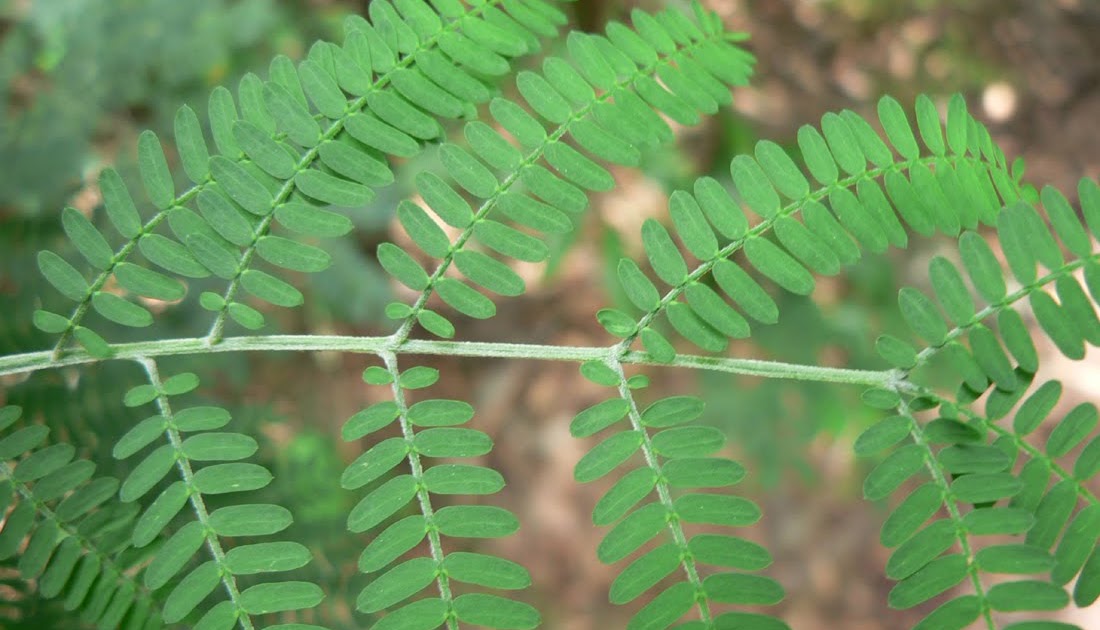 Á R B O L E S (T R E E S) y P A L M E R A S (P A L M S): Acacia ...