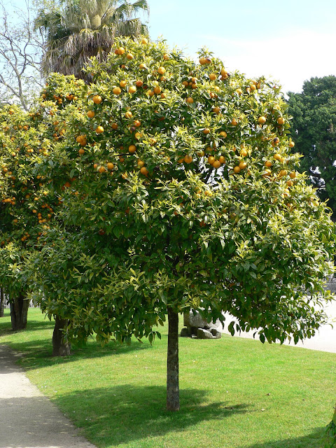 Á R B O L E S . . (T R E E S): Citrus aurantium L (NARANJO AMARGO)