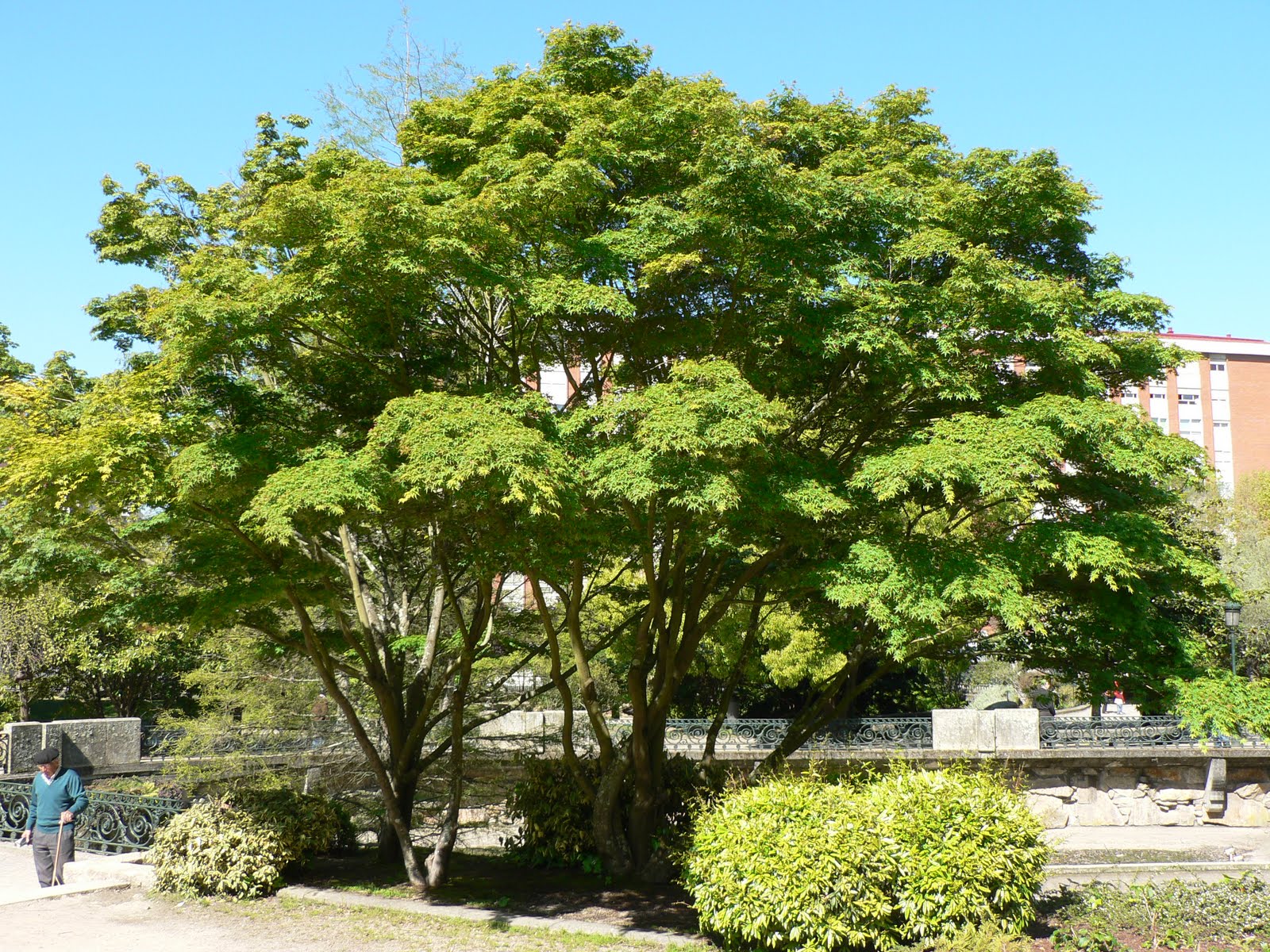 Á R B O L E S (T R E E S) y P A L M E R A S (P A L M S): Acer palmatum ...