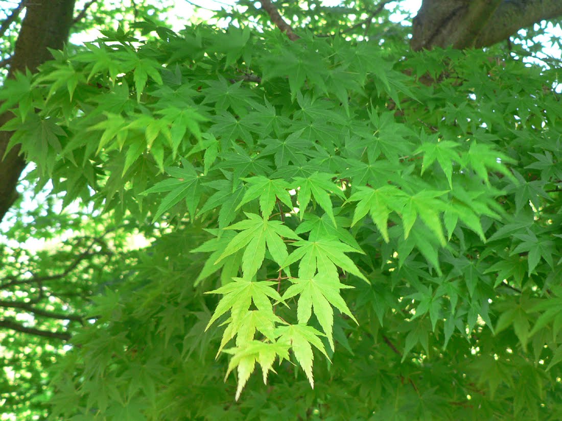 Á R B O L E S (T R E E S) y P A L M E R A S (P A L M S): Acer palmatum ...