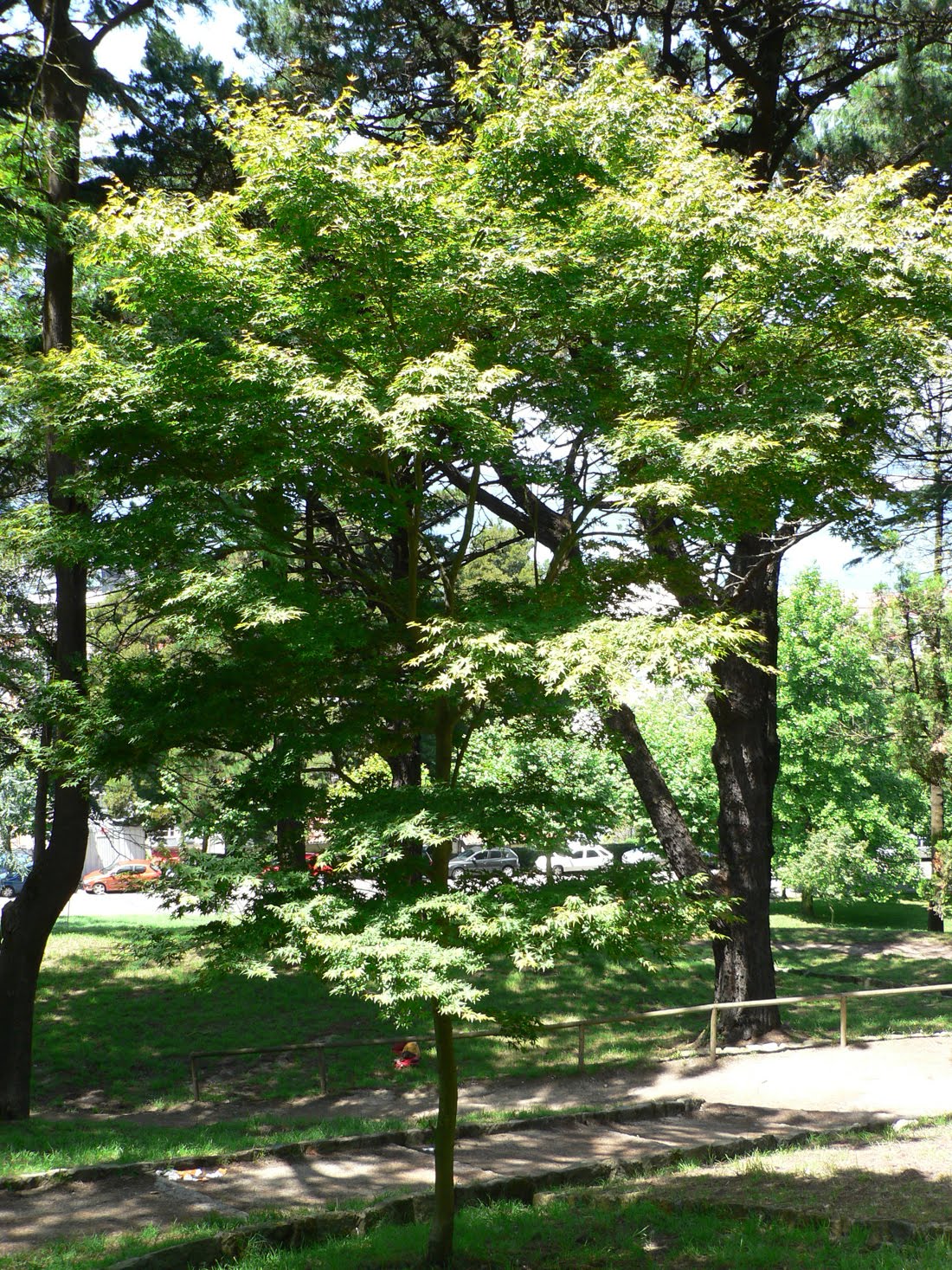 Á R B O L E S (T R E E S) y P A L M E R A S (P A L M S): Acer palmatum ...
