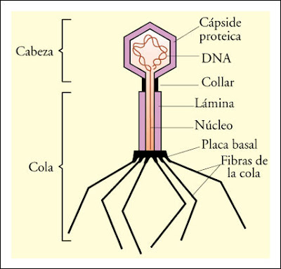 Biologia Online - Profª Cabral: VIRUS