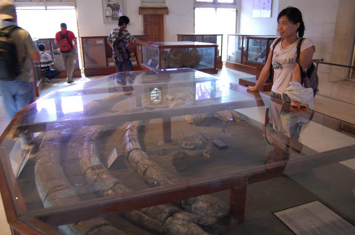 EXOTIC JAVA: Fossil Museum Sangiran Indonesia