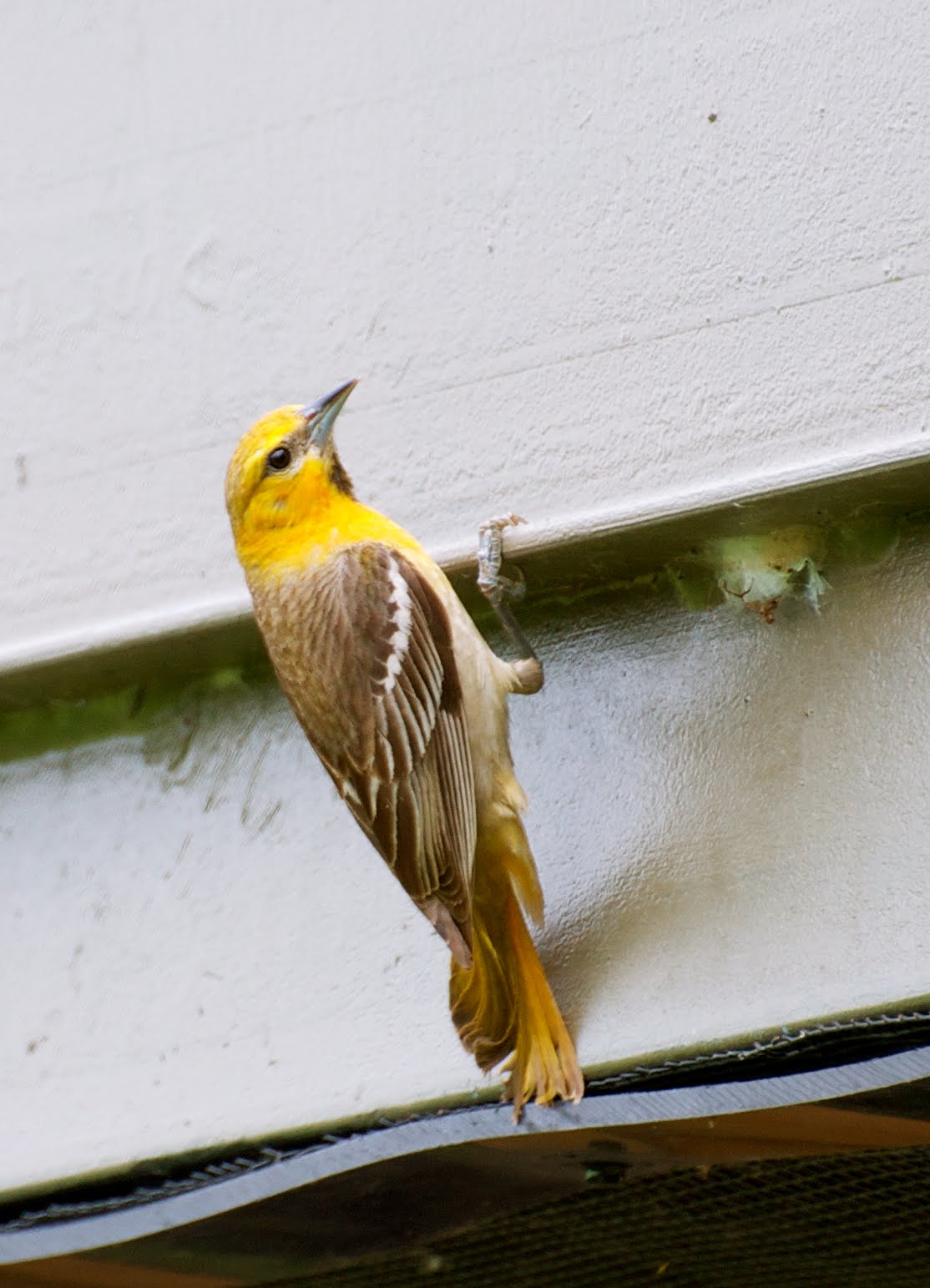 NW Bird Blog: Bullock's Oriole - Female