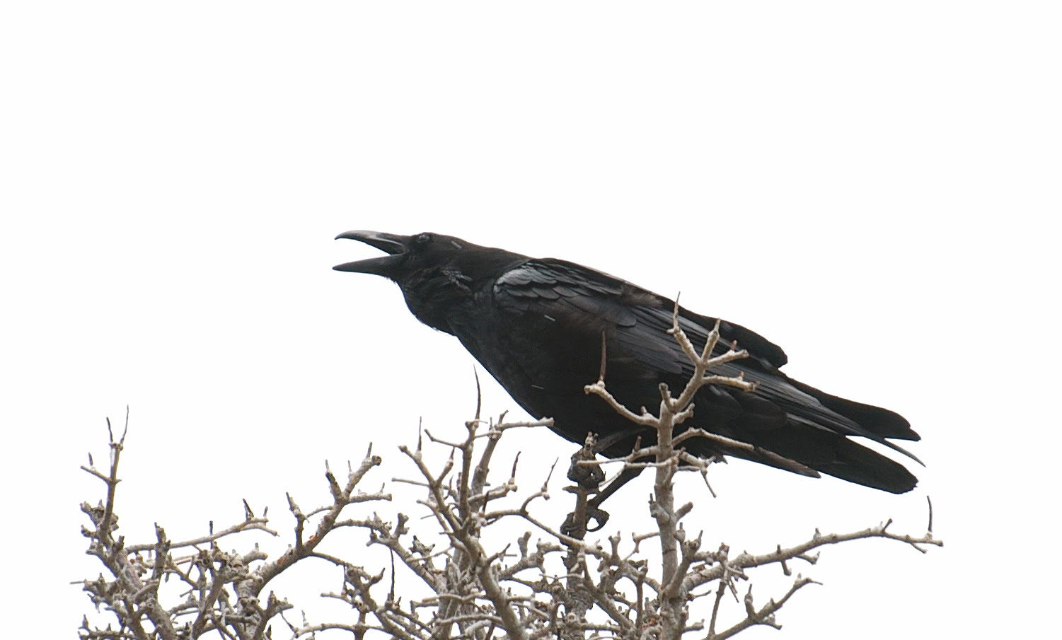 NW Bird Blog: Common Raven