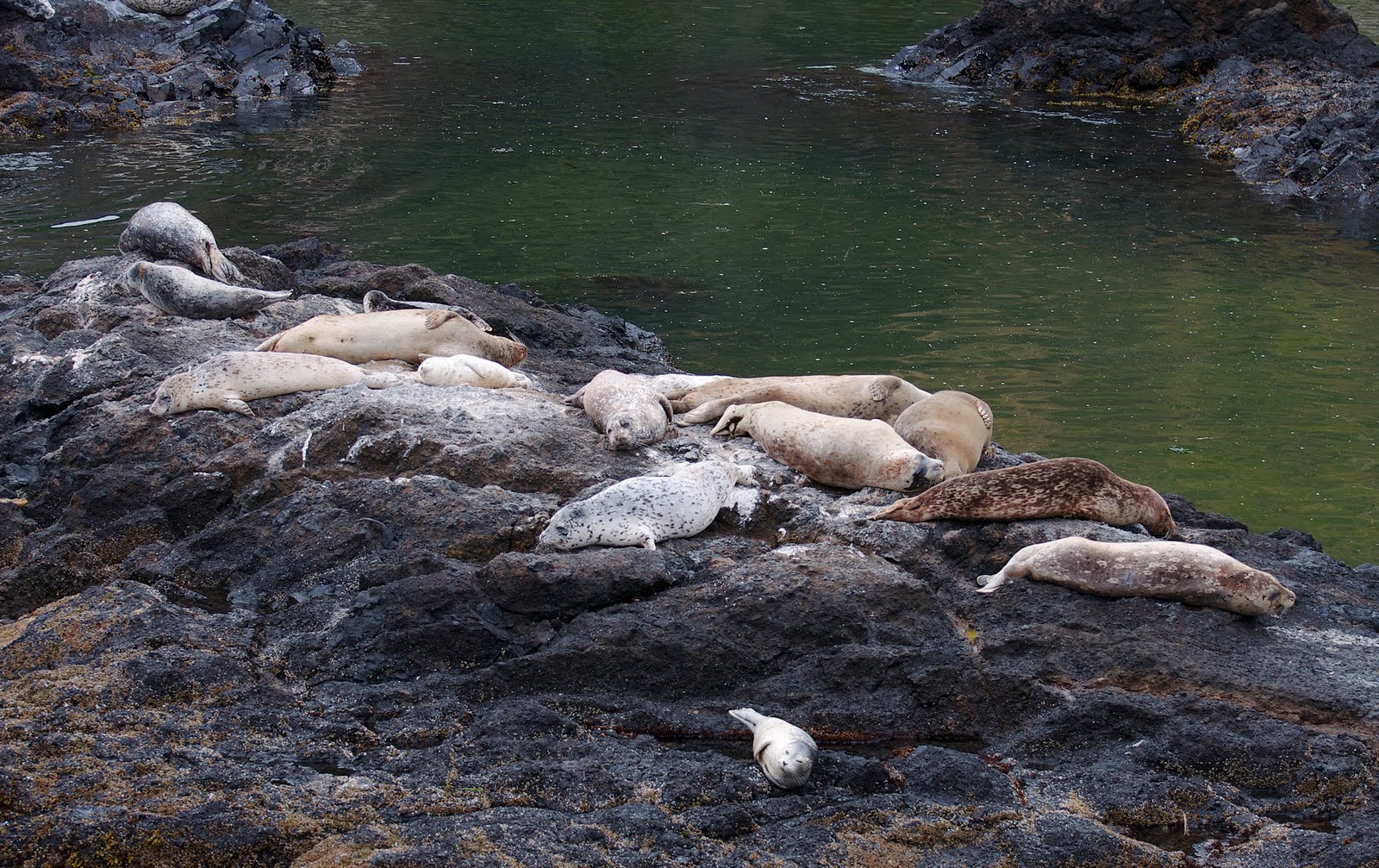 NW Bird Blog: Harbor Seal