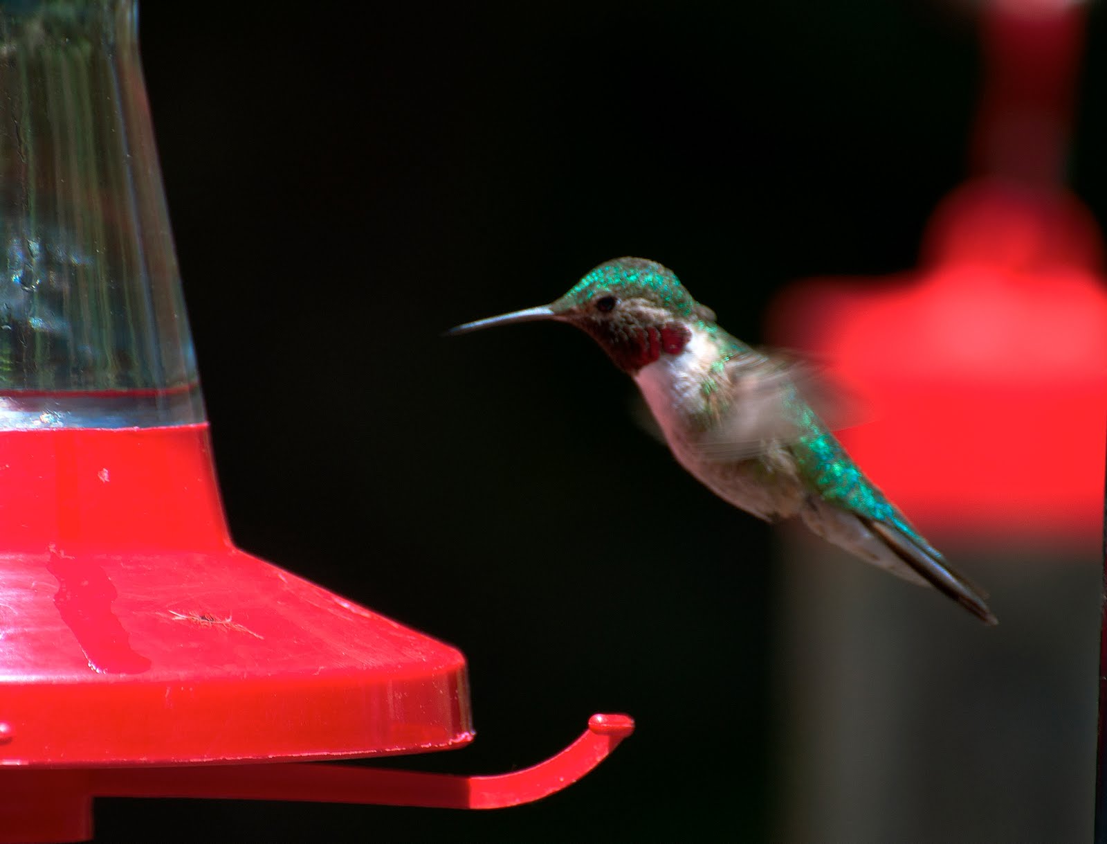 NW Bird Blog: Broad-tailed Hummingbird