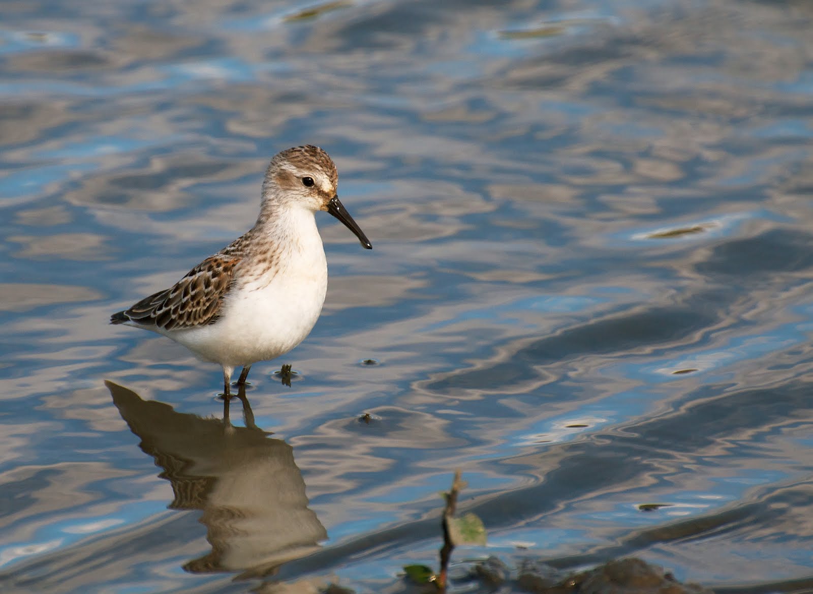 NW Bird Blog: Western Sandpiper