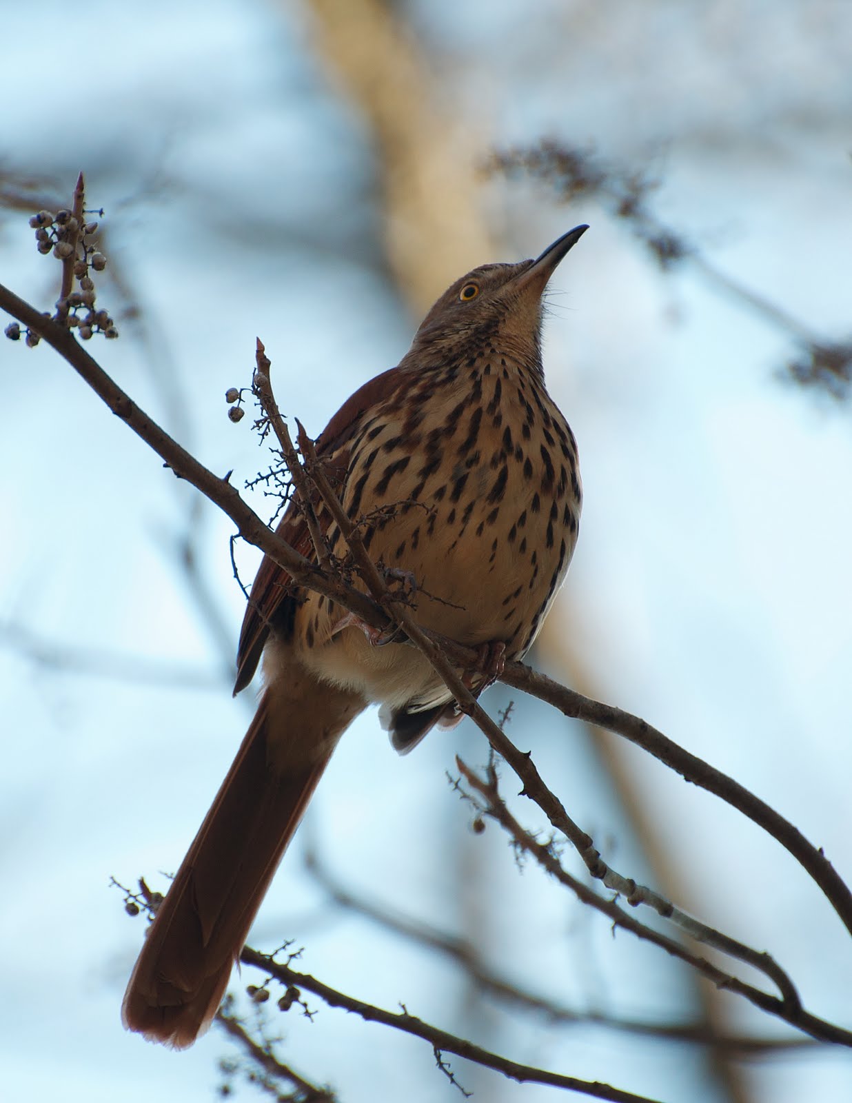 NW Bird Blog: Brown Thrasher