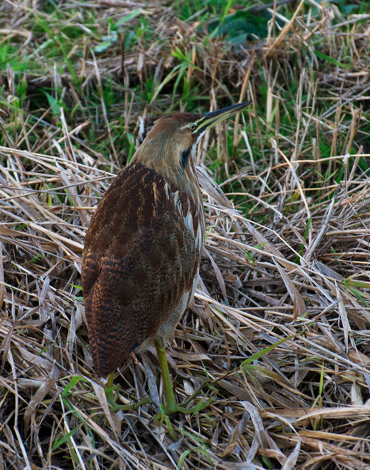 NW Bird Blog: American Bittern