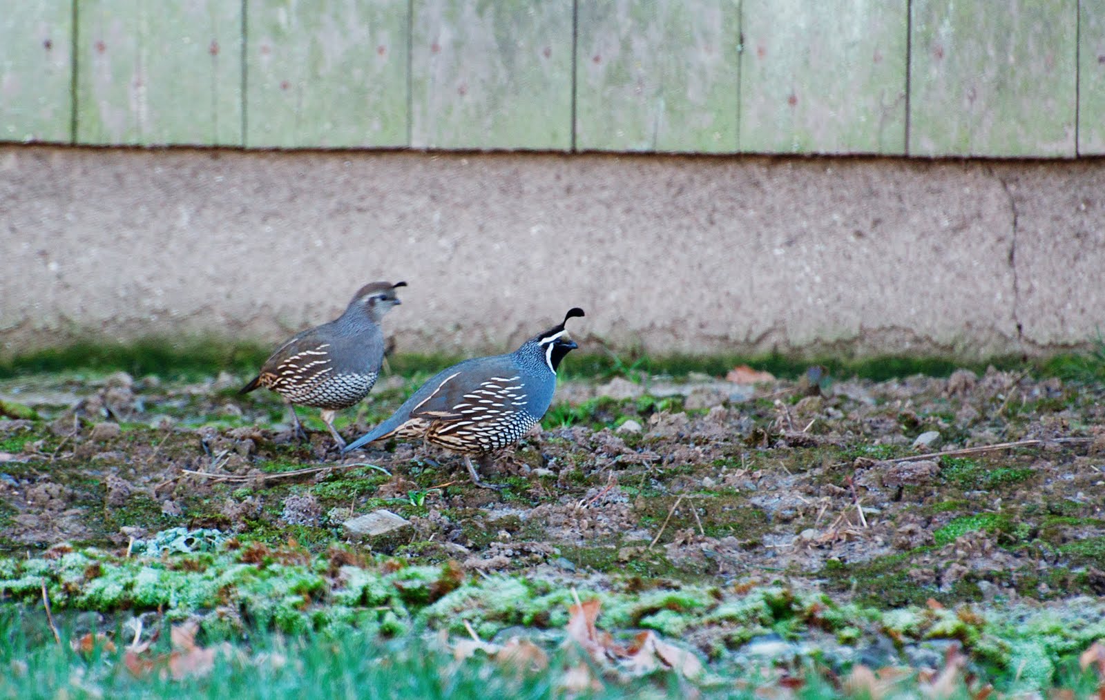 NW Bird Blog: California Quail