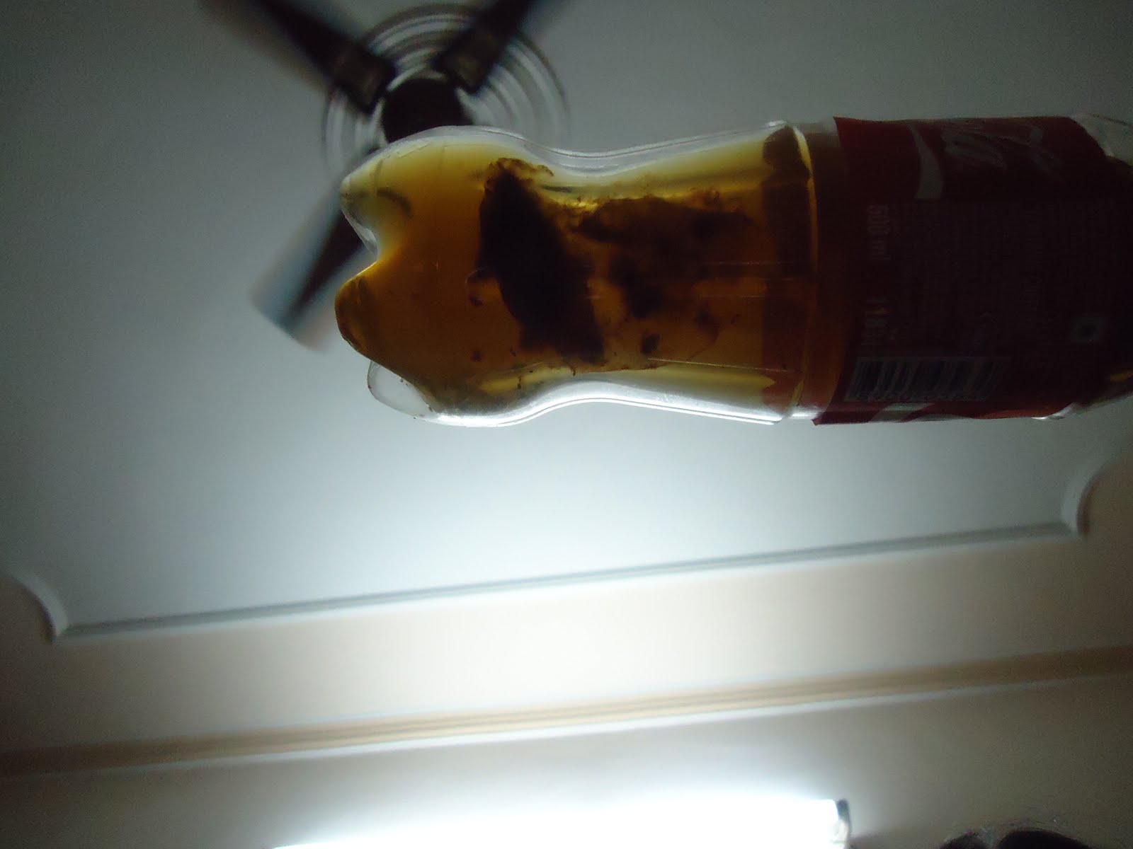Found DEAD RAT in Coke
