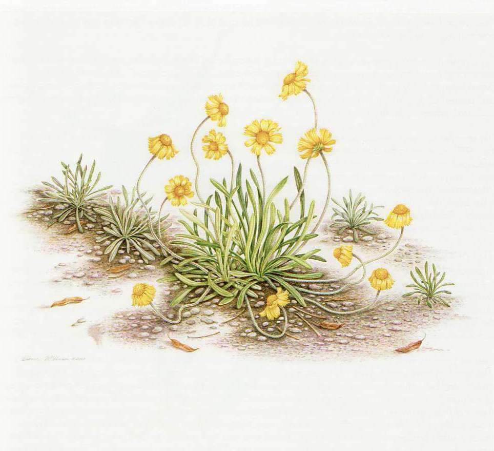 Losing Paradise?: Lakeside Daisy, Watercolor by Dianne McElwain, US