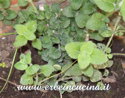 Cook with Herbs: Cook with Calamint