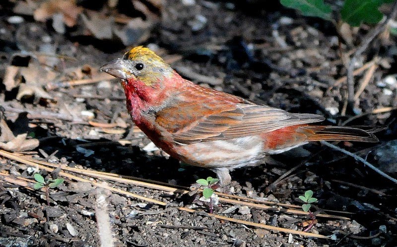 Lassie, Get Help: A good dad: Purple Finch and fledgling