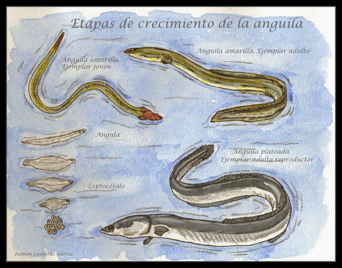 Una finestra al Delta: Anguila (Anguilla anguilla)