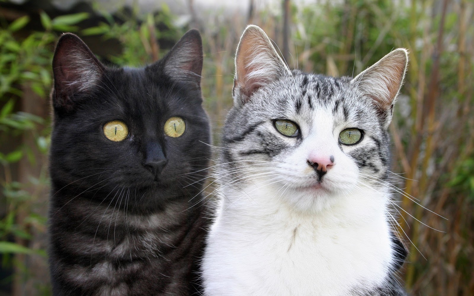 hdmaxs.blogspot.com: Two Cute Cats Wallpaper