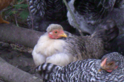 Juneau, AK, The Long Winter: Turken - chicken/turkey mix