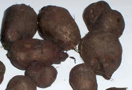 Umbi sehat, Herbal hebat: Kleci, si imut nikmat