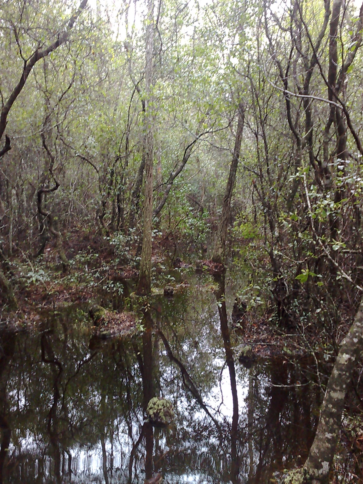 THE BIG TRIP ... an outdoor life hiking, cycling and paddling: Swamp ...