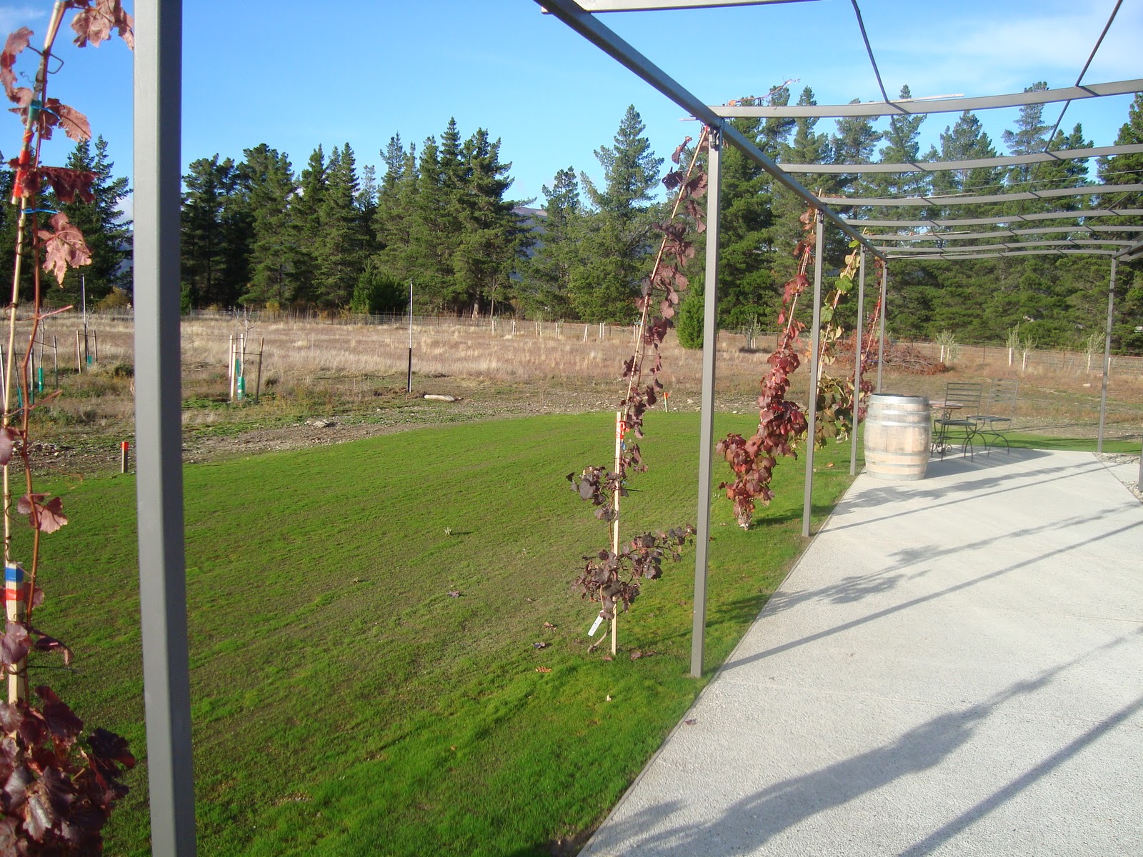 The Field of Gold: Growing Shade. Vines on the Pergola.