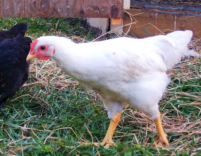 Homestead Light Condensed: The chick pics. Well adolescent chickens ...