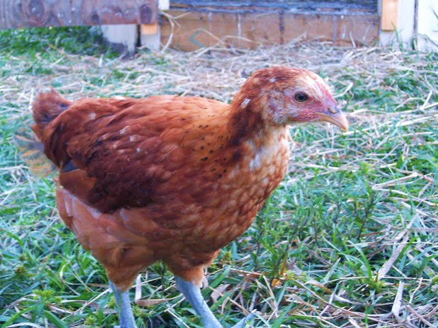 Homestead Light Condensed: The chick pics. Well adolescent chickens ...