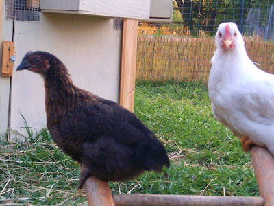 Homestead Light Condensed: The chick pics. Well adolescent chickens ...