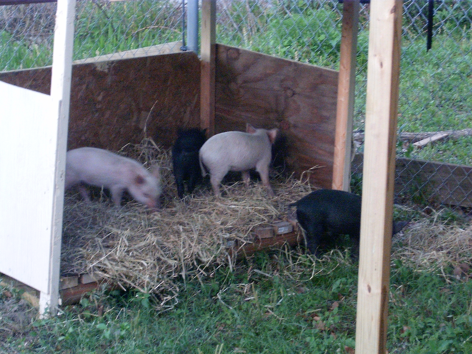Homestead Light Condensed: Building the pig hutch, part 3 - the front porch